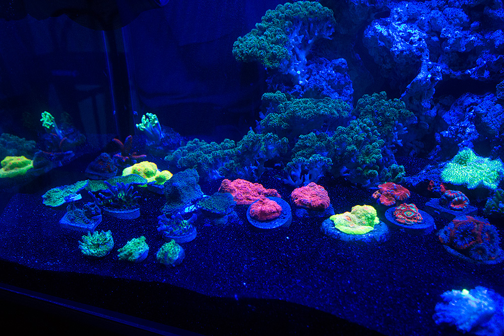 November Frag Fest Photos 11-18-13 | Aquarium Concepts